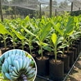Banana Plant Live, Cold Hardy Tropical Banana, 4-6'' Tall, Starter ...