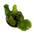 Jumbo Sweet Pitcher Plant, in a 3 Inch Pot, Carnivorous Plant ...