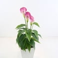 Clearance Under $5 Artificial Calla Lily 21-Head Calla Lily Centerpiece ...