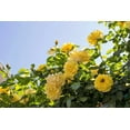 5 Rosa Hybrid Seeds, Yellow Climbing Rose Double Blooms, Fragrant ...