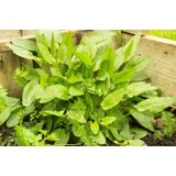 200 Seeds LARGE LEAF SORREL (Garden Sorrel / Spinach Dock / Redshank ...