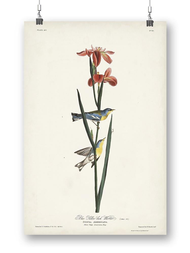 Blue Yellow-back Warbler Poster - John James Audubon Designs, - Walmart.com