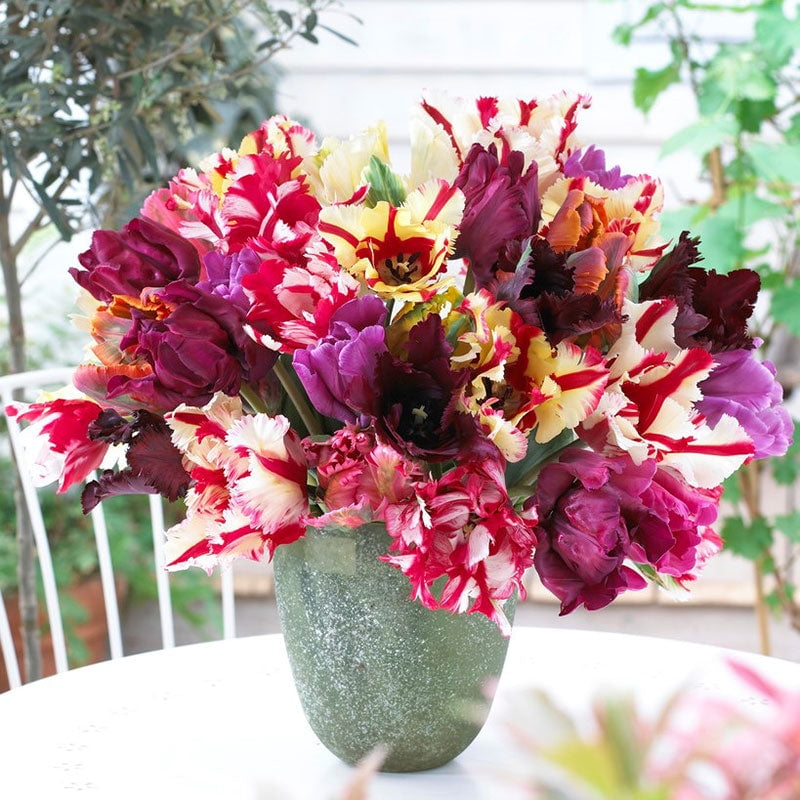 Tulip Bulbs - Parrot Mix - 50 Bulbs - Mixed Flower Bulbs, Bulb Attracts ...