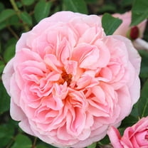 Own-Root One Gallon Laura™ Shrub Rose by Heirloom Roses - Walmart.com