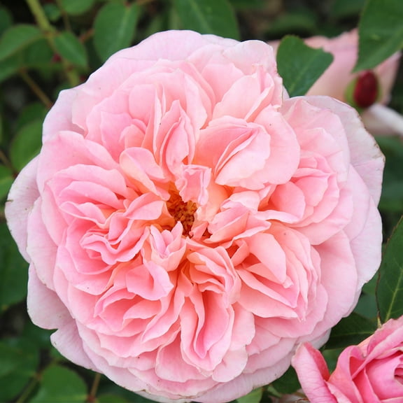 Own-Root One Gallon Sea Pearl Floribunda Rose by Heirloom Roses ...