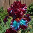 Assorted Iris Mix -Gardens Decoration-Random Color Perennial Iris for ...