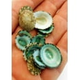 25 Small Green Limpet Shells Seashells Shellcraft Beautiful Beach ...