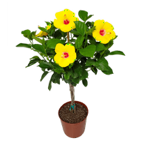 Tropical Plants of Florida 44" to 48" Red Braided Shrimp Live Plants in ...