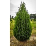 Spartan Juniper 10 Live Trees Juniperus Chinensis Evergreen Privacy ...