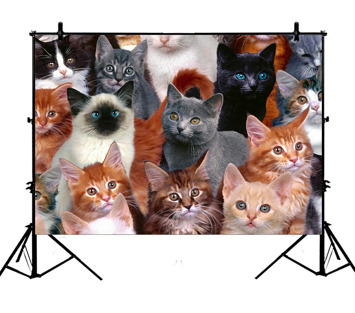 GCKG 7x5ft Cats Background Polyester Photography Backdrop Studio Photo ...