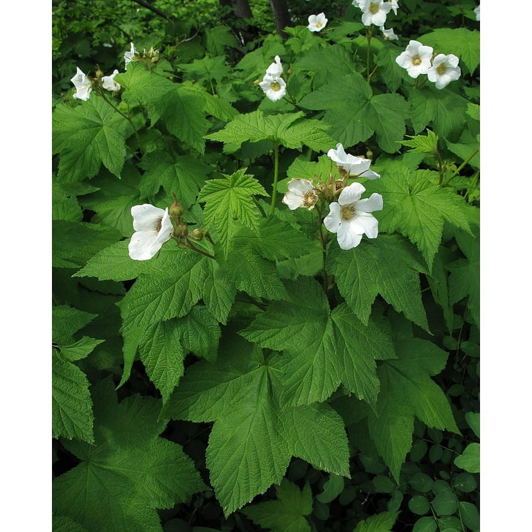 Rubus Parviflorus Winter