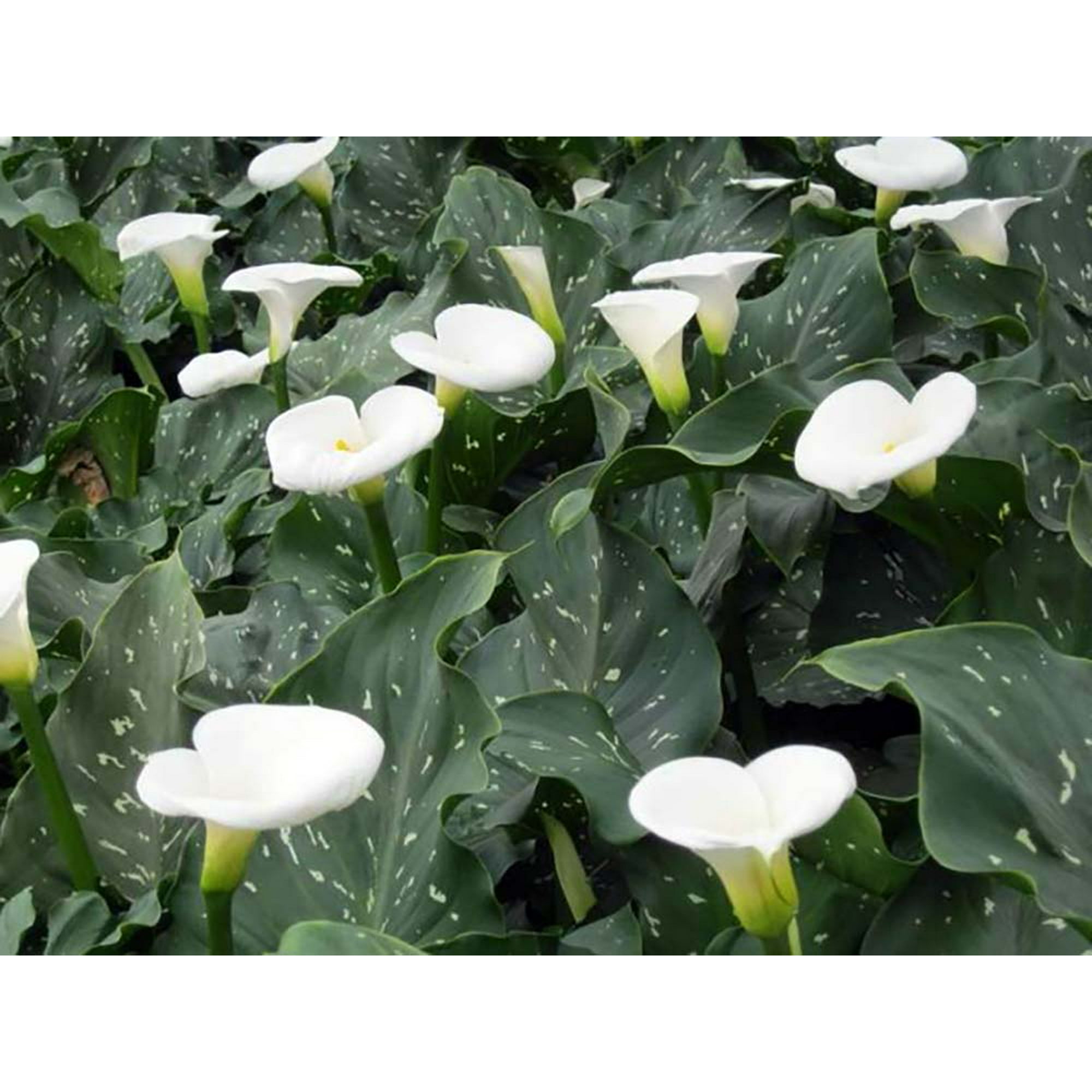 Large Calla Lilies