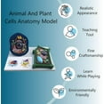 Science Classroom Anatomy Model: Animal and Plant Cell Model, Cell ...