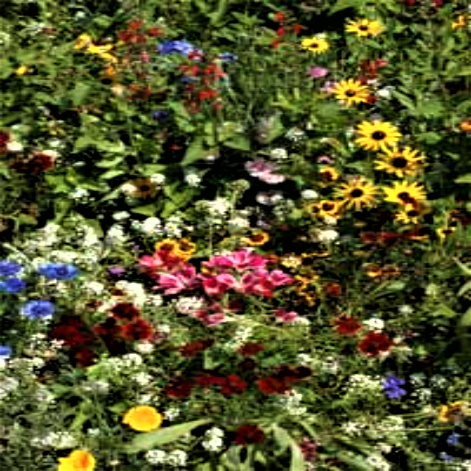 Butterfly Mix Seeds - Walmart.com