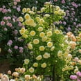Heirloom Roses, Climbing Rose Plant, 1 Gallon, Pure Yellow Fragrant ...