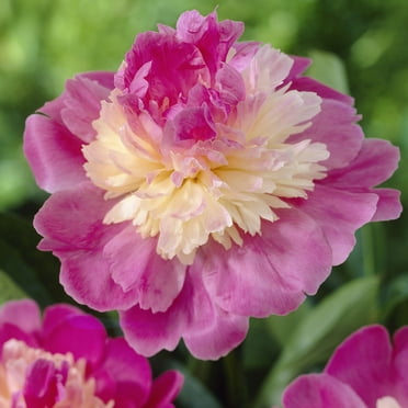 Van Zyverden Patio Peonies Rome for Containers Set of 1 Plant Root Pink ...