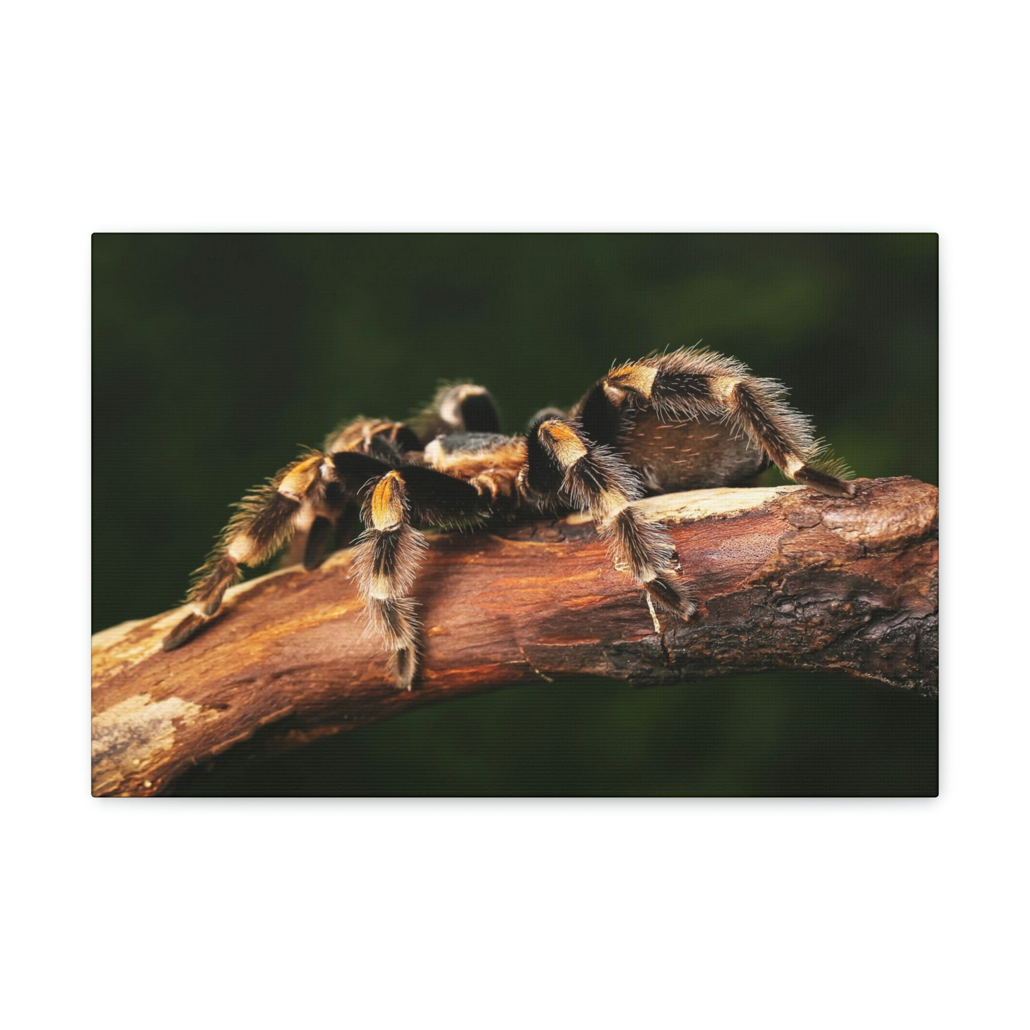 Tarantula Hunting Tarantula on Hunt Print Animal Wall Art Wildlife ...