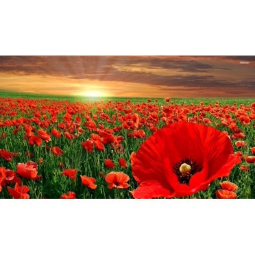 Four O'clock Bright Red 100 Seeds Beautiful Vivid Redish Colored Bloom ...