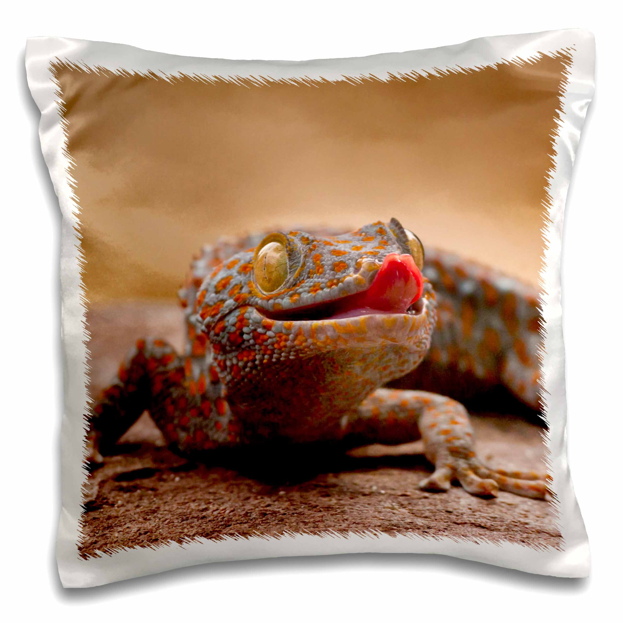 Tokay gecko lizard on rock, North Carolina, USA - US34 BJY0021 - Jaynes ...