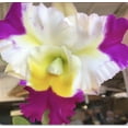 Live Cattleya Orchid FROM FLORIDA 4" Pot Blooming Size, Fragrant ...