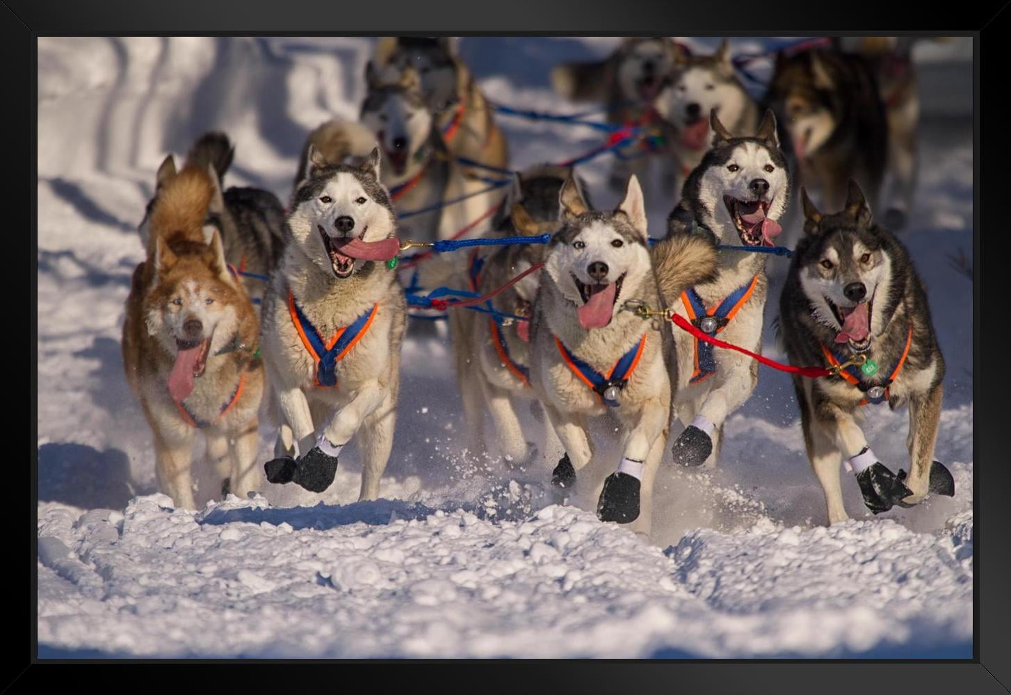 Iditarod Huskies Pulling Dog Sled Dog Posters For Wall Funny Dog Wall ...