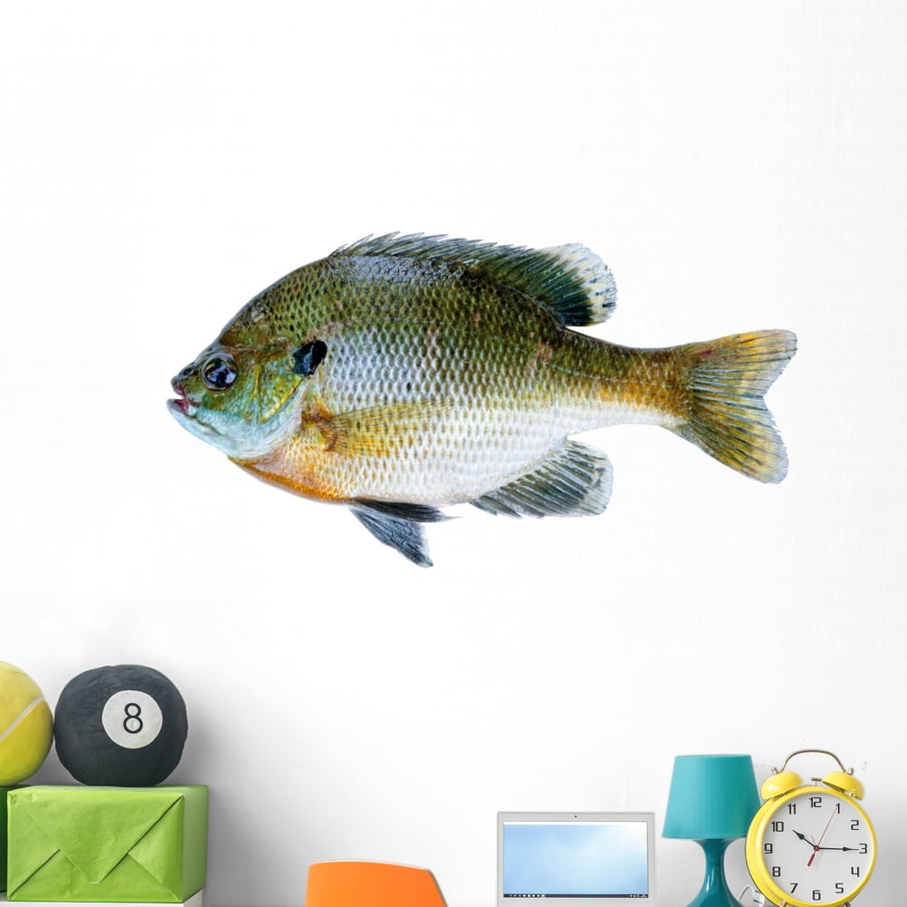 Bluegill Sunfish Lepomis Macrochirus Wall Decal by Wallmonkeys Peel and ...
