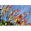10 FIRECRACKER VINE Flower Mina Lobata Exotic Love Spanish Flag Ipomoea ...