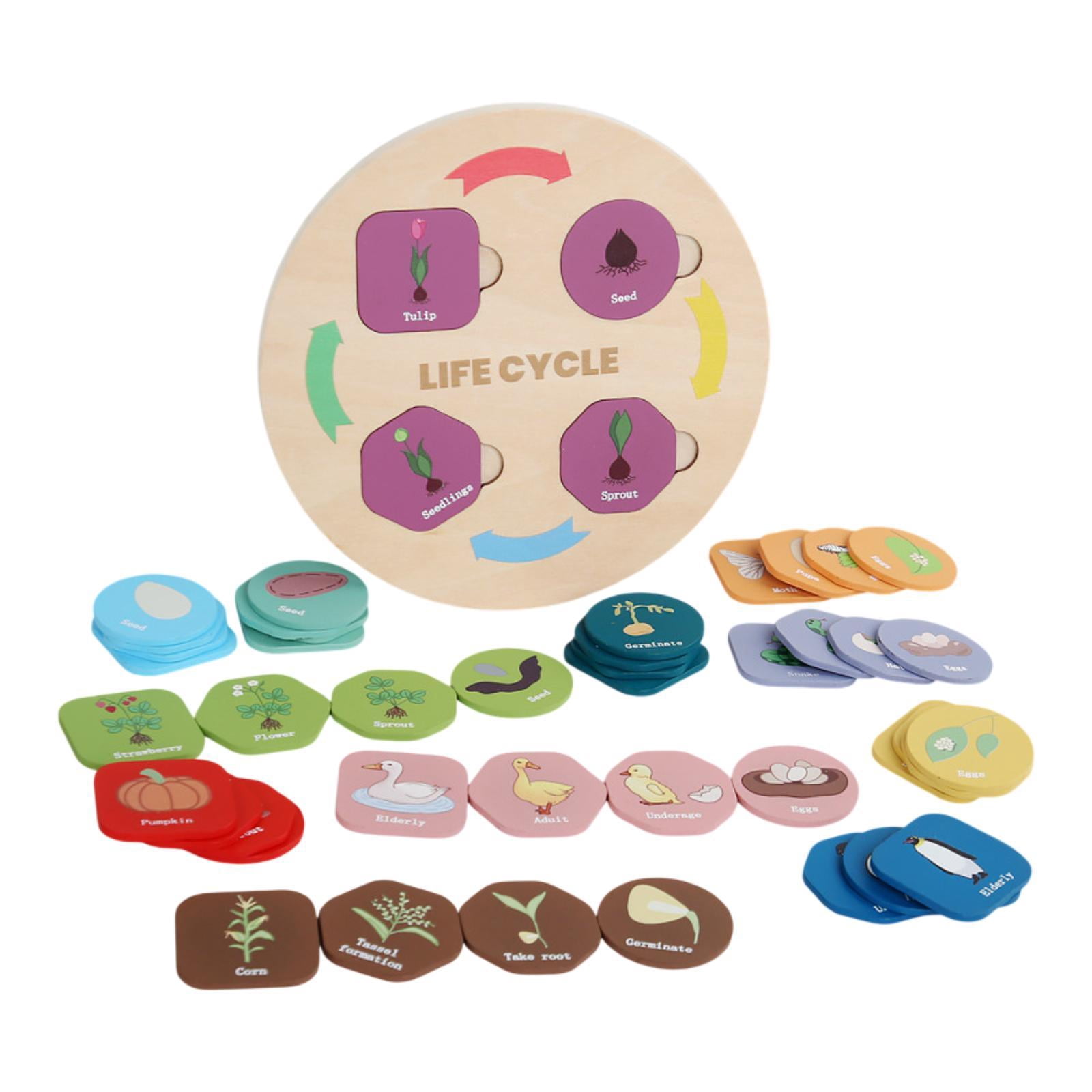 Kit de ciclo de vida, actividades de aprendizaje de ciencias, juguete ...