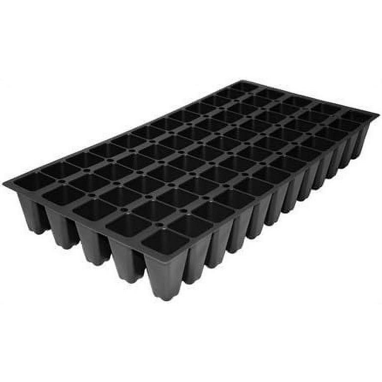 Tibouchina Princess Flower Dwarf | Best Flower Site