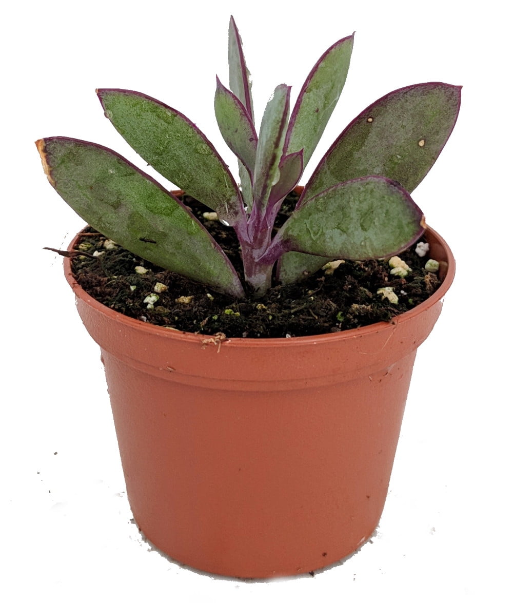 Vertical Leaf Succulent Plant - Senecio crassissimus -Easy House Plant ...