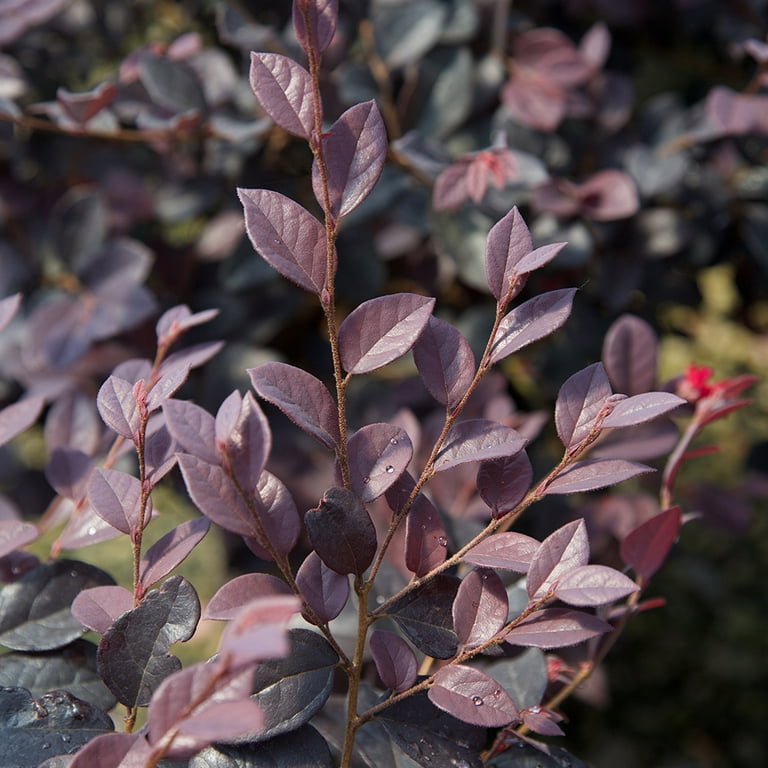 Southern Living Purple Diamond Loropetalum
