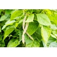 Navy Beans Seeds for Planting(50 Seeds) - Grow White Kidney Beans ...