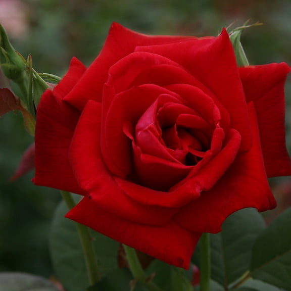 Heirloom Roses - Smokin’ Hot™ Hybrid Tea Rose Plant , Repeat Blooming ...