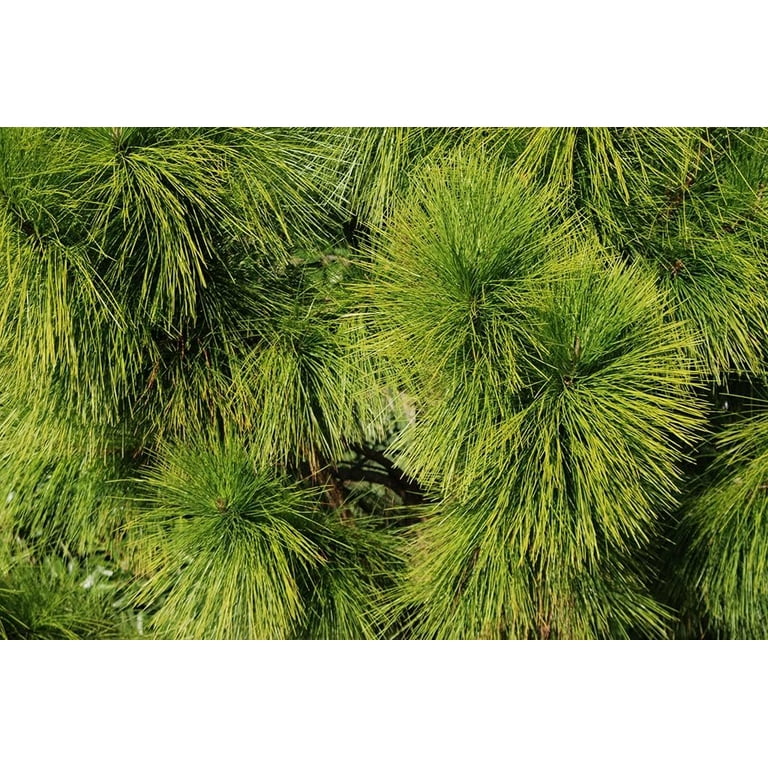 Southern Longleaf Pine Coloring Page