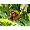 4-5 Ft Hybrid American Chestnut Tree - Attracts Wildlife - Delicious ...