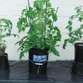 Active Aqua Root Spa 5 Gallon Hydroponic Bucket System Grow Kit (4 Pack ...