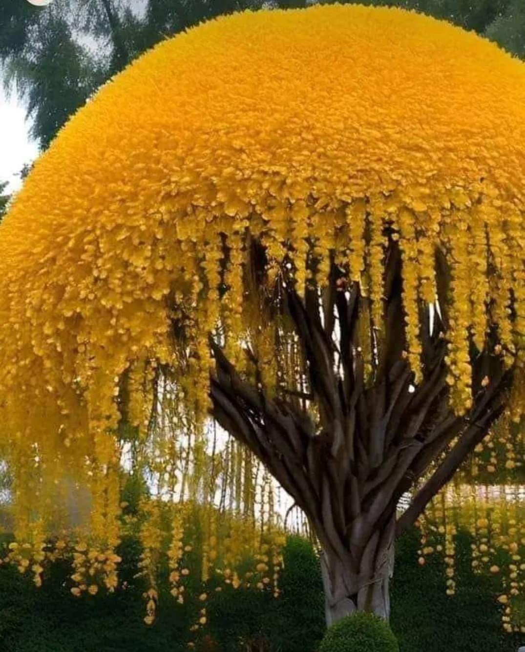 Golden Shower Tree Seeds for Planting (30 Seeds) - Stunning Weeping Yellow Blooms - Walmart.com