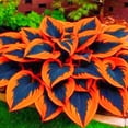 Colorful Hostas-High Quality Gifts-Beautiful Holiday Decoration-(Non ...