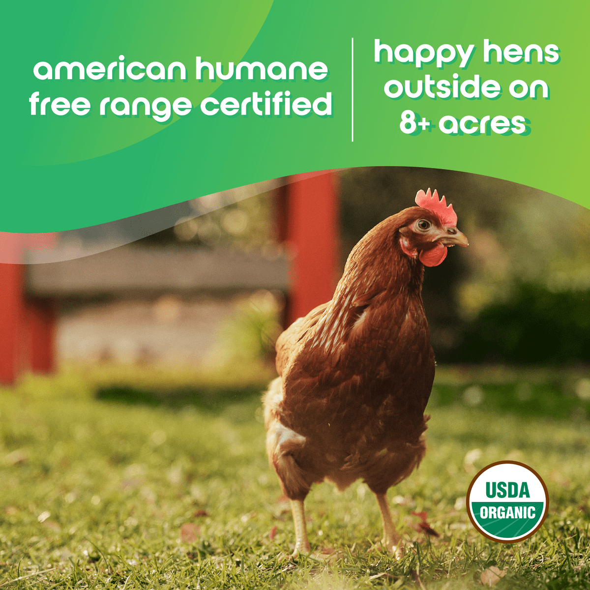 Happy Egg Co Organic Free-Range Large Brown Eggs, 18 Nepal | Ubuy