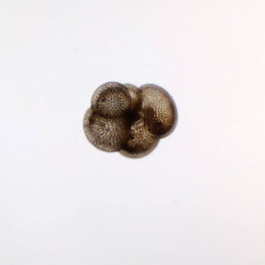 Spider Prepared Microscope Slide, Whole-Mount - Walmart.com