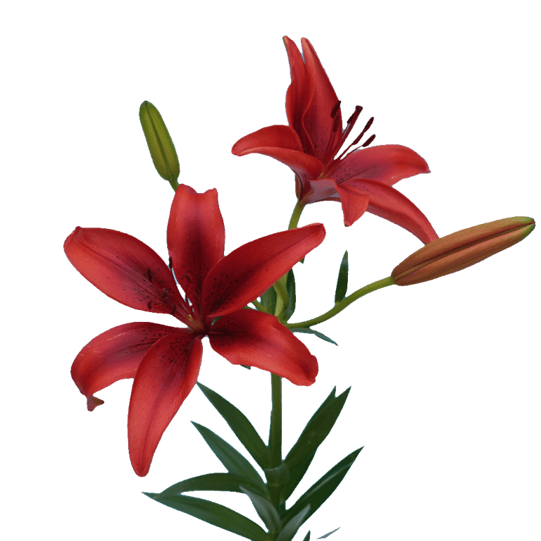 Red Lily Flower Wallpaper