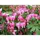 10 BLEEDING HEART - PINK Old Fashioned Dicentra Formosa Shade Flower ...
