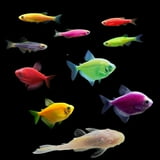 GloFish® Tetra-Danio-Bushy nose Pleco 10ct Live Fish Assortment ...