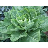 1500 Seeds MORRIS HEADING COLLARDS Collard Green Brassica Oleracea ...