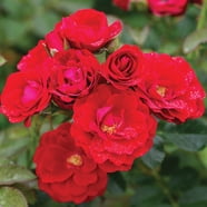 Potted Welsh Gold Heirloom Roses - Delivered Live Orange Flower Rose ...