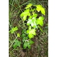 Sweetgum Tree (Liquidambar styraciflua) bare-root starts 10-pack ...
