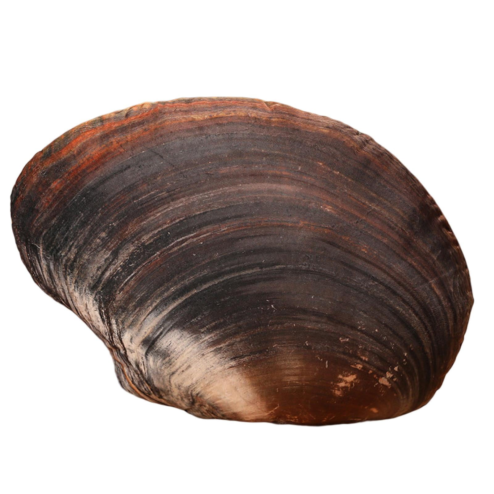 LIWEN Sea Life Plush Pillow: Cute Shell Oysters, Mussels, Conch ...