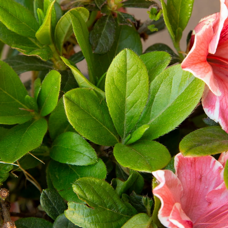 Encore Azalea Autumn Sunburst (1 Gallon) Pink and White Encore Azalea Autumn Sunburst (1 Gallon) Pink and White