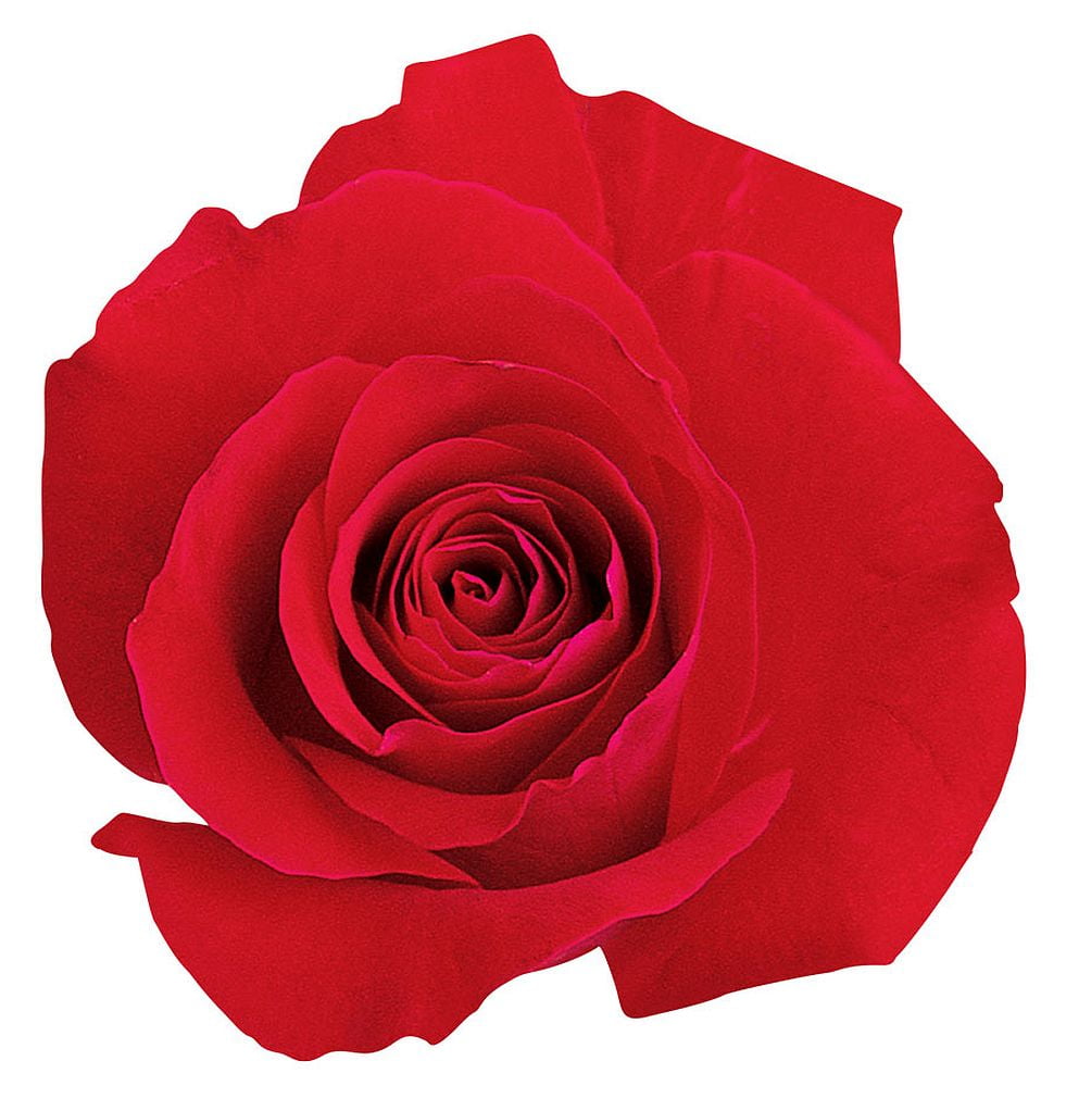 Paper House Productions Red Rose Shaped Die-Cut 3" Vinyl Sticker ...