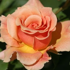 Heirloom Roses - Elina® Hybrid Tea Rose Plant - Walmart.com